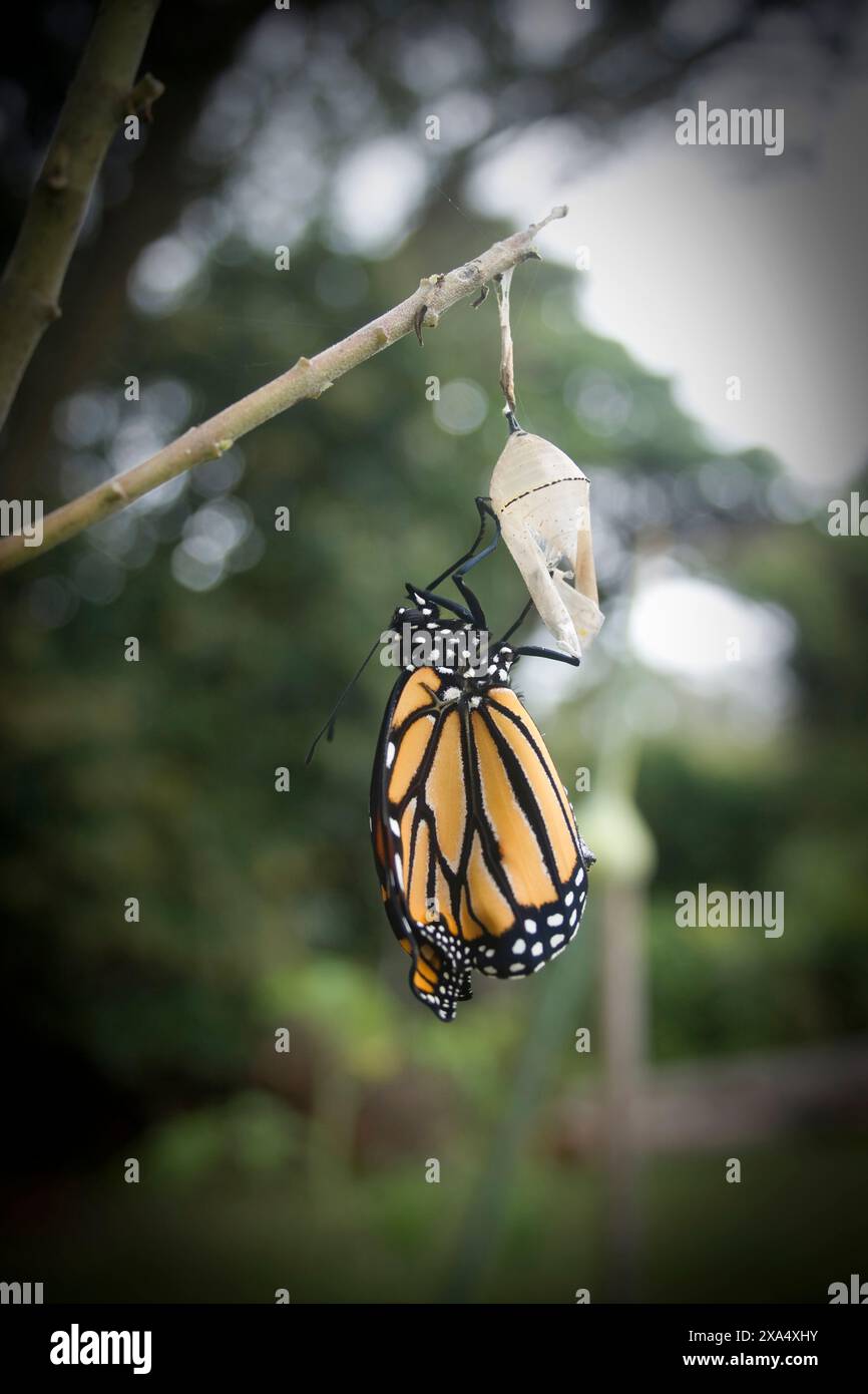 Monarch butterfly emerging from its chrysalis, hanging on a branch with ...