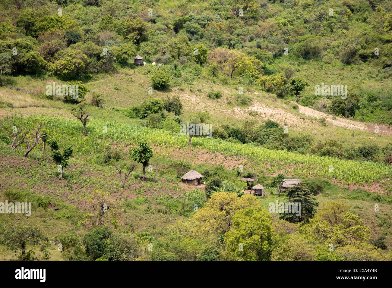 Traditional grass huts and farm on a hillside in Southern Ethiopia ...