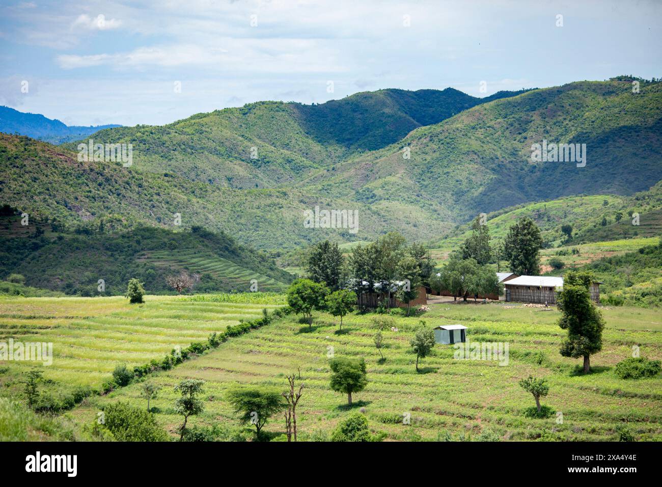 Ethiopia crops hi-res stock photography and images - Alamy