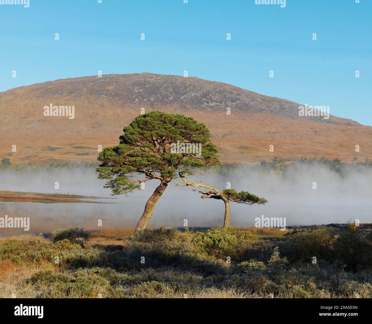 Solitary trees stand before a mist-covered lake with a mountain in the ...