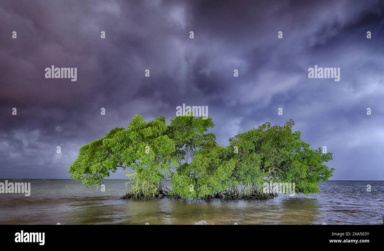 A standalone mangrove tree stands resiliently in shallow coastal waters ...