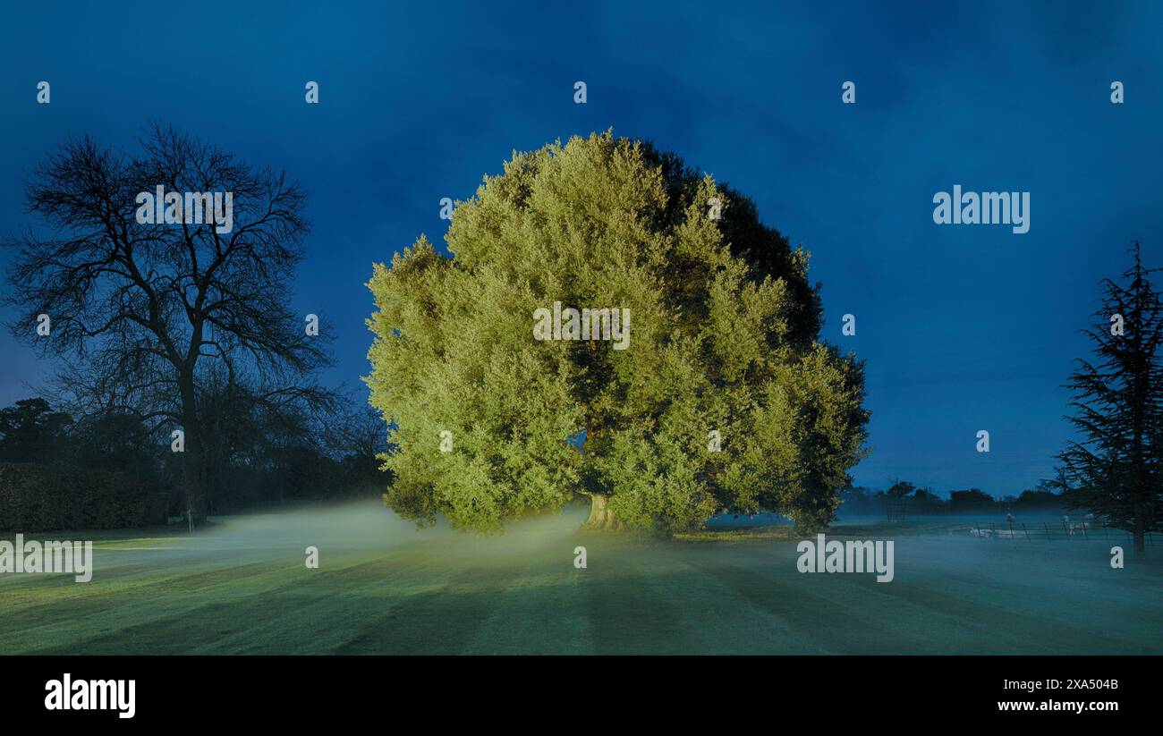 Backlit tree in a misty park during twilight with rays of light casting ...