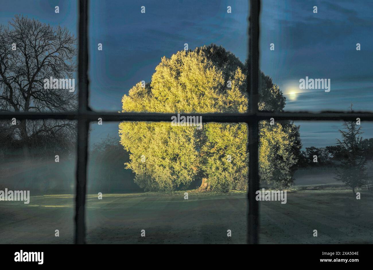Sunlight filters through a large tree seen from an old window with a ...