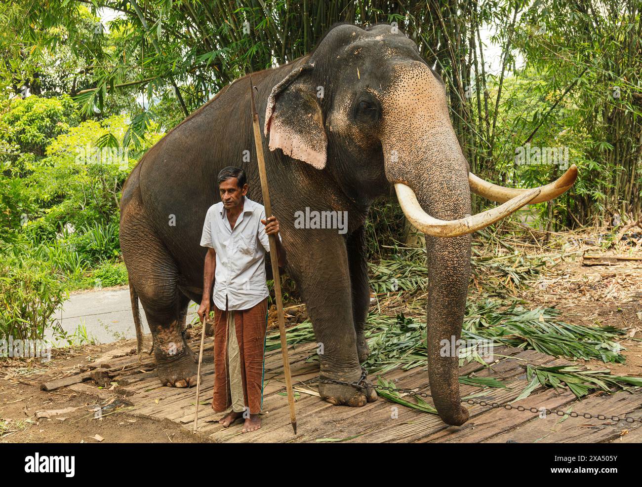 Captive Elephant with it's Mahout keeper, Kandy, Sri Lanka Stock Photo ...