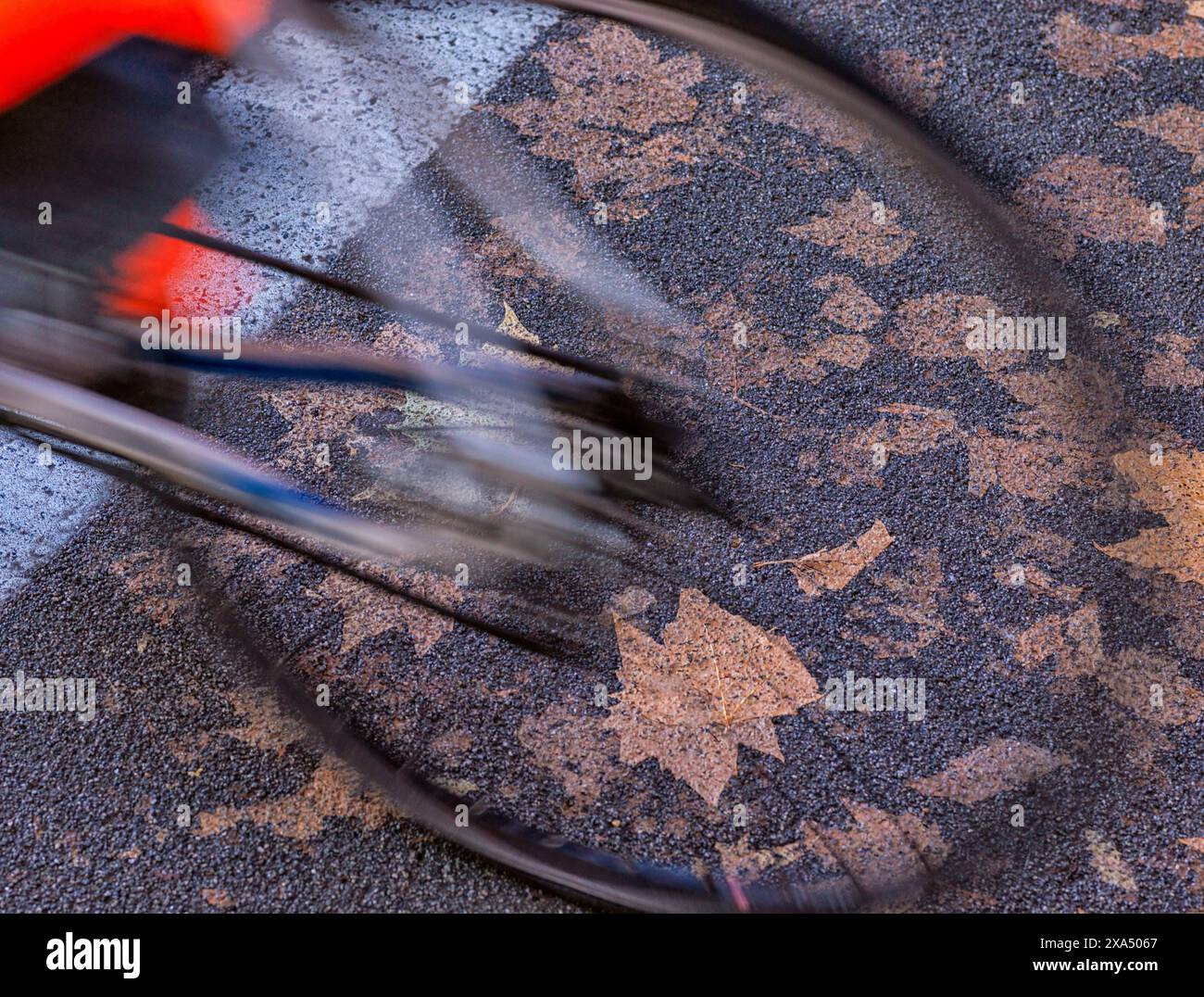 Blurred motion of a bicycle wheel rolling over autumn leaves scattered ...