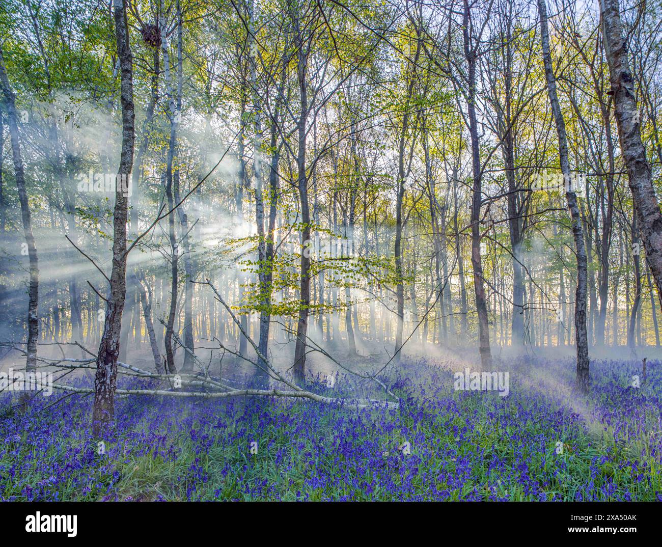 Sunbeams filter through the mist in a serene forest carpeted with ...