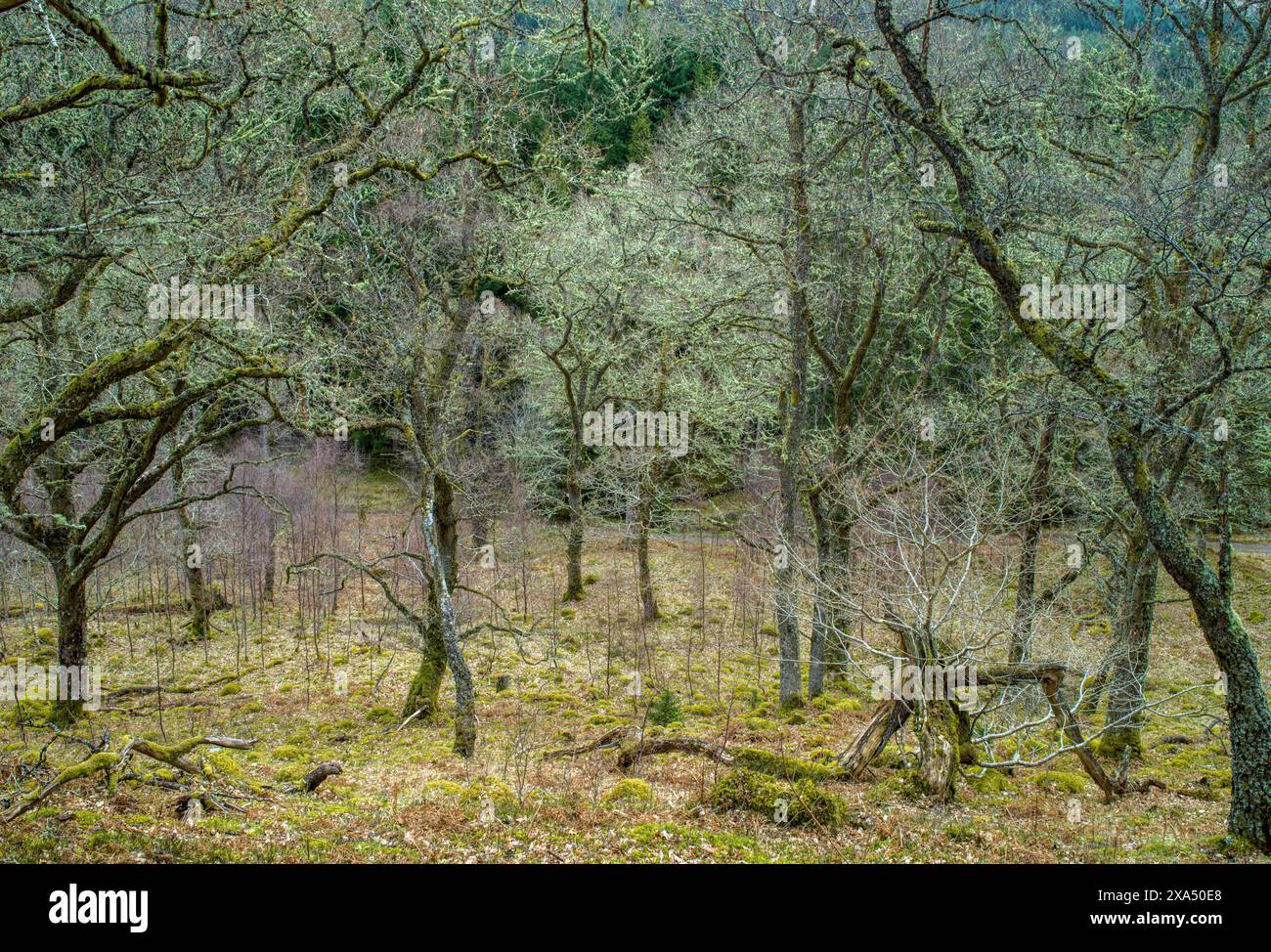 A serene woodland landscape featuring moss-covered trees and a carpet ...