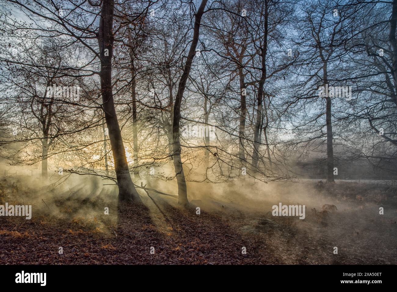Sun rays piercing through a misty forest at dawn, illuminating the ...
