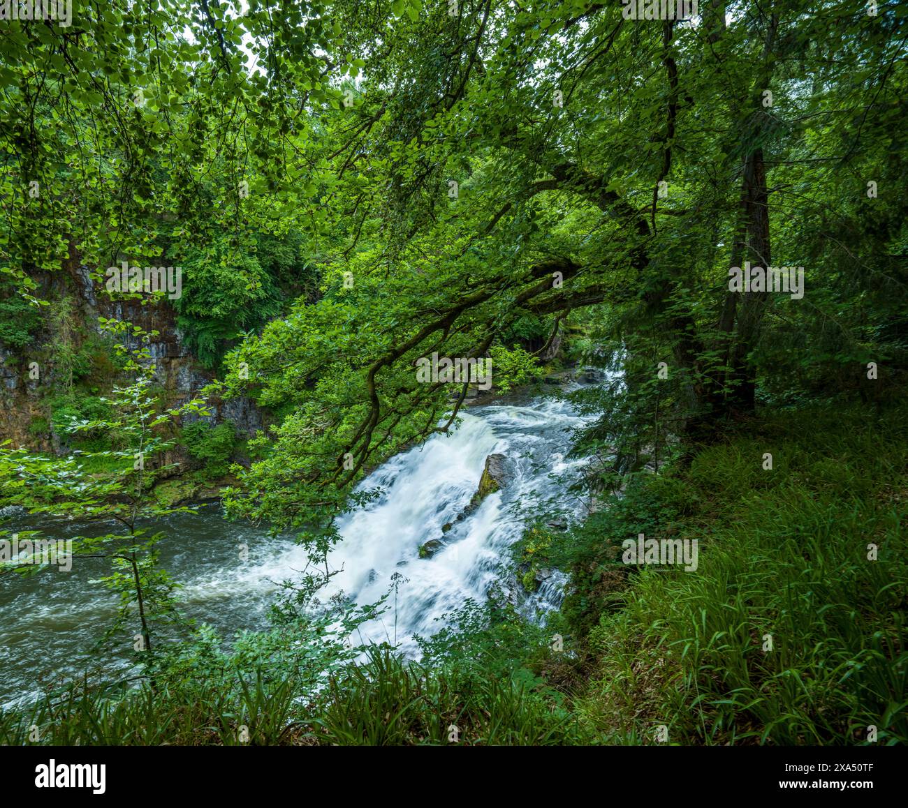 Lush greenery surrounds a cascading forest waterfall Stock Photo - Alamy