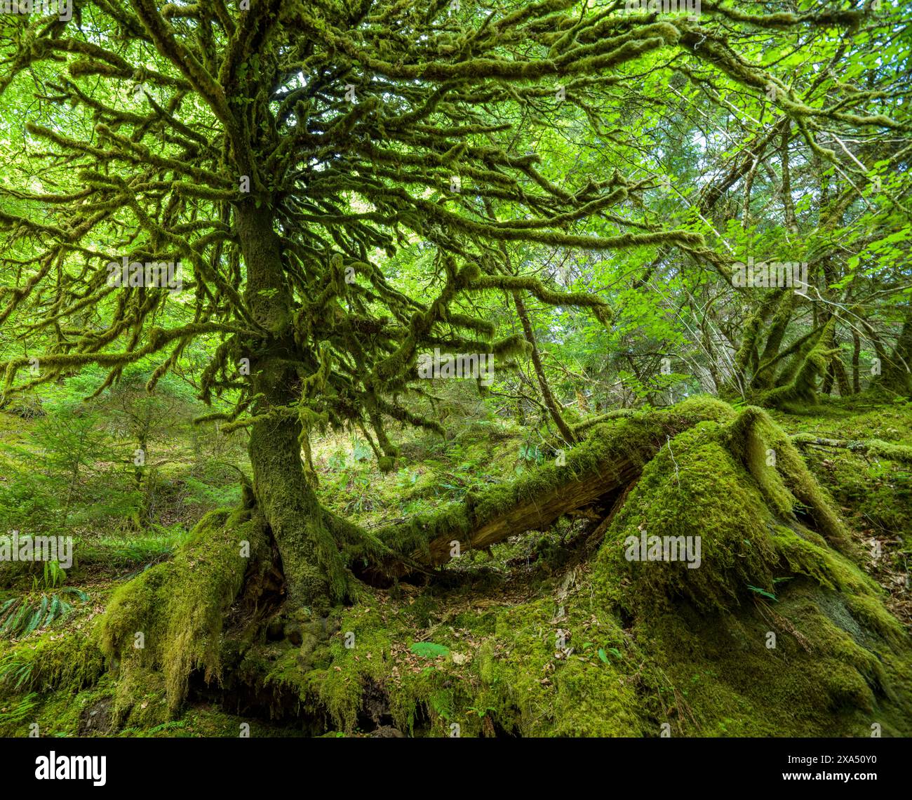 Moss-covered trees with gnarled branches create a lush, green forest ...