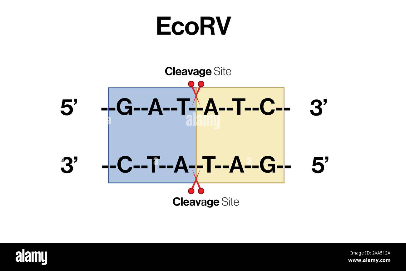 Restriction endonuclease digestion Stock Vector Images - Alamy