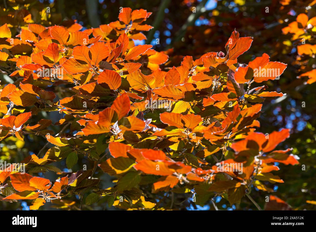 durchleuchtet Laubblätter einer Blutbuche Fagus sylvatica f. purpurea ...