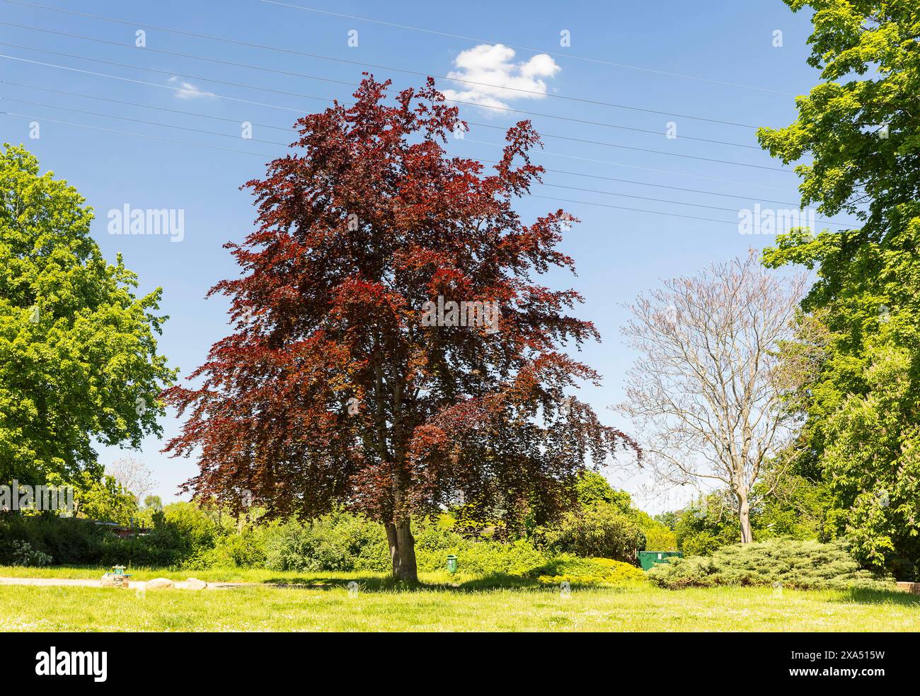 Fagus Sylvatica F Purpurea