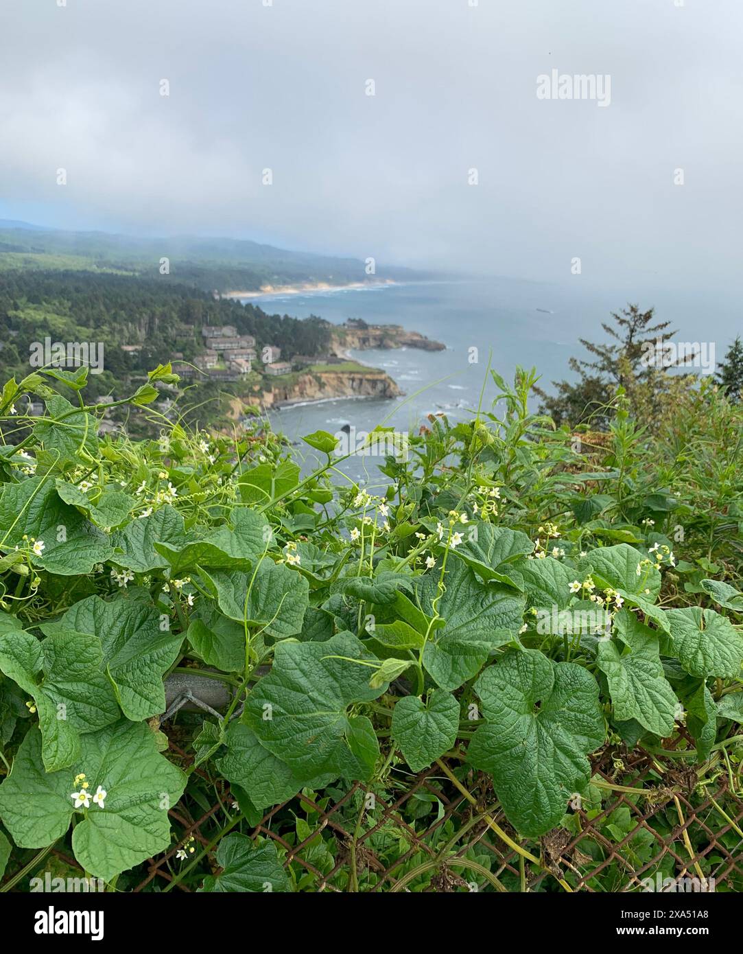 The wild cucumber vine thrives at the Pacific Ocean overlook with low ...