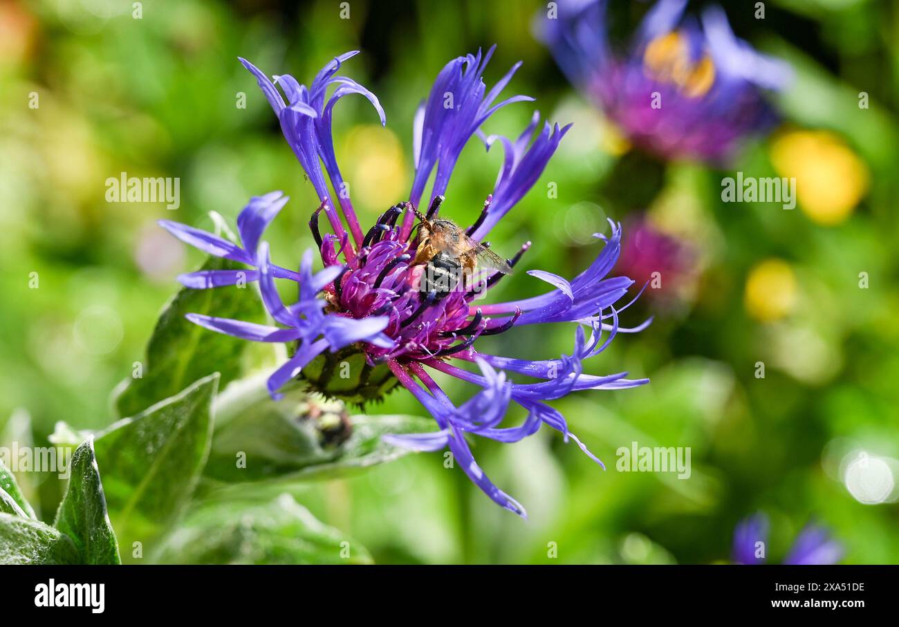A bee gathering pollen from a blue cornflower (Centaurea cyanus) in ...