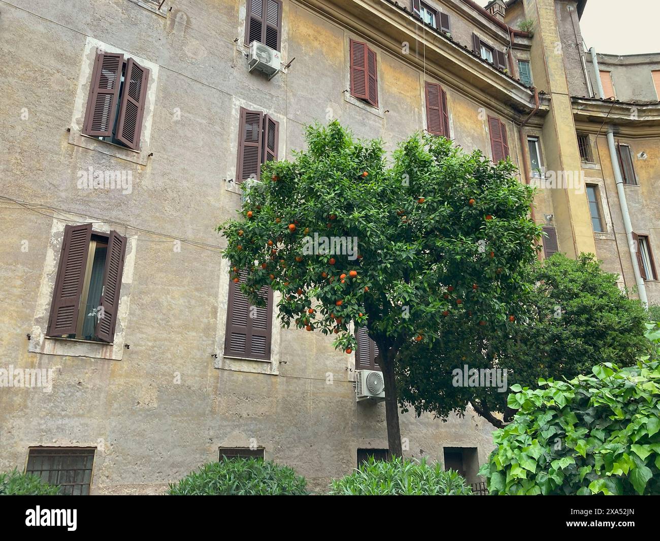 tangerine tree in courtyard house in Garbatella area of Rome Stock ...