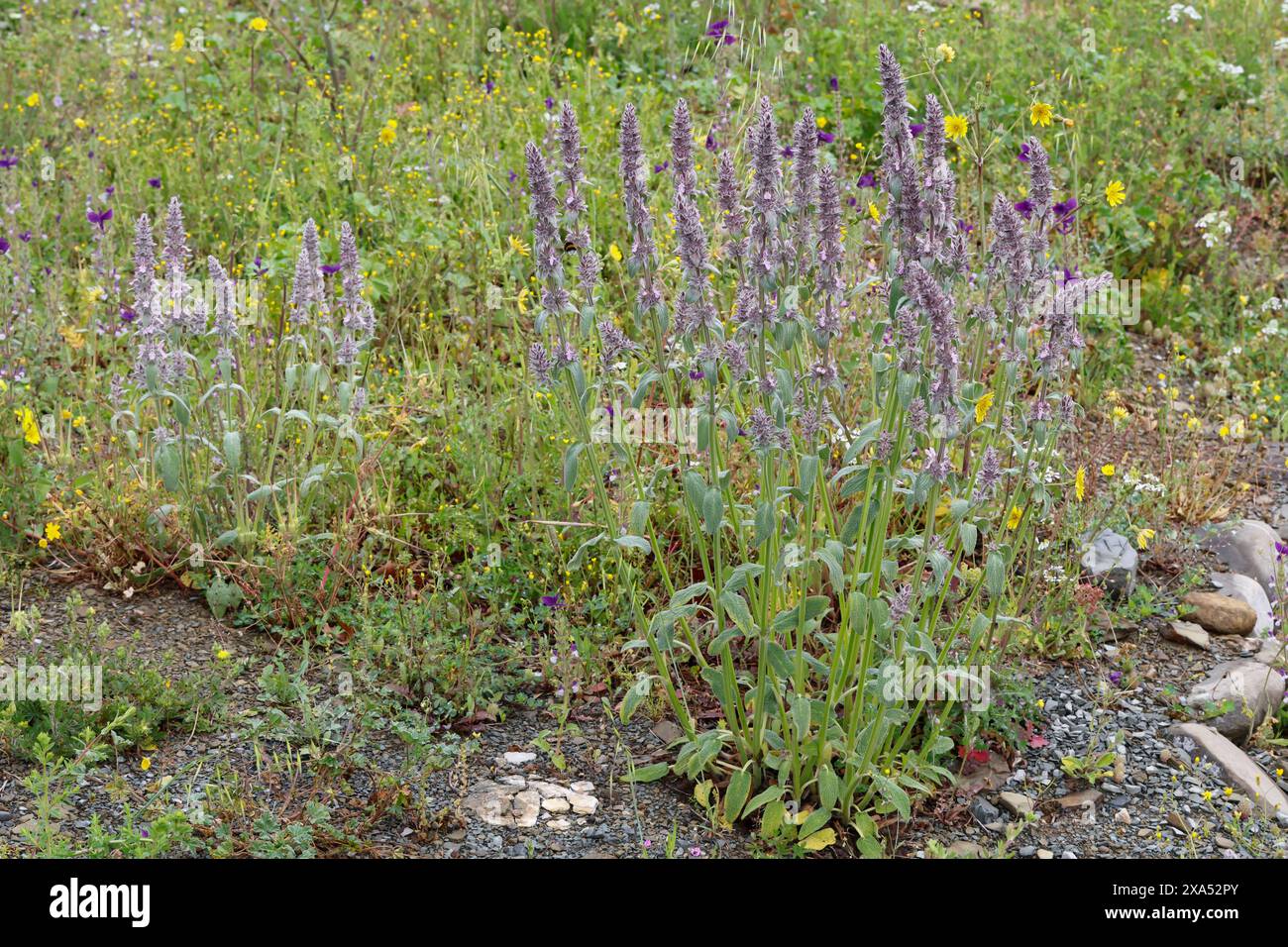 Thirkes Ziest, Stachys thirkei, Stachys janiana, Dwarf Lamb's-Ears ...