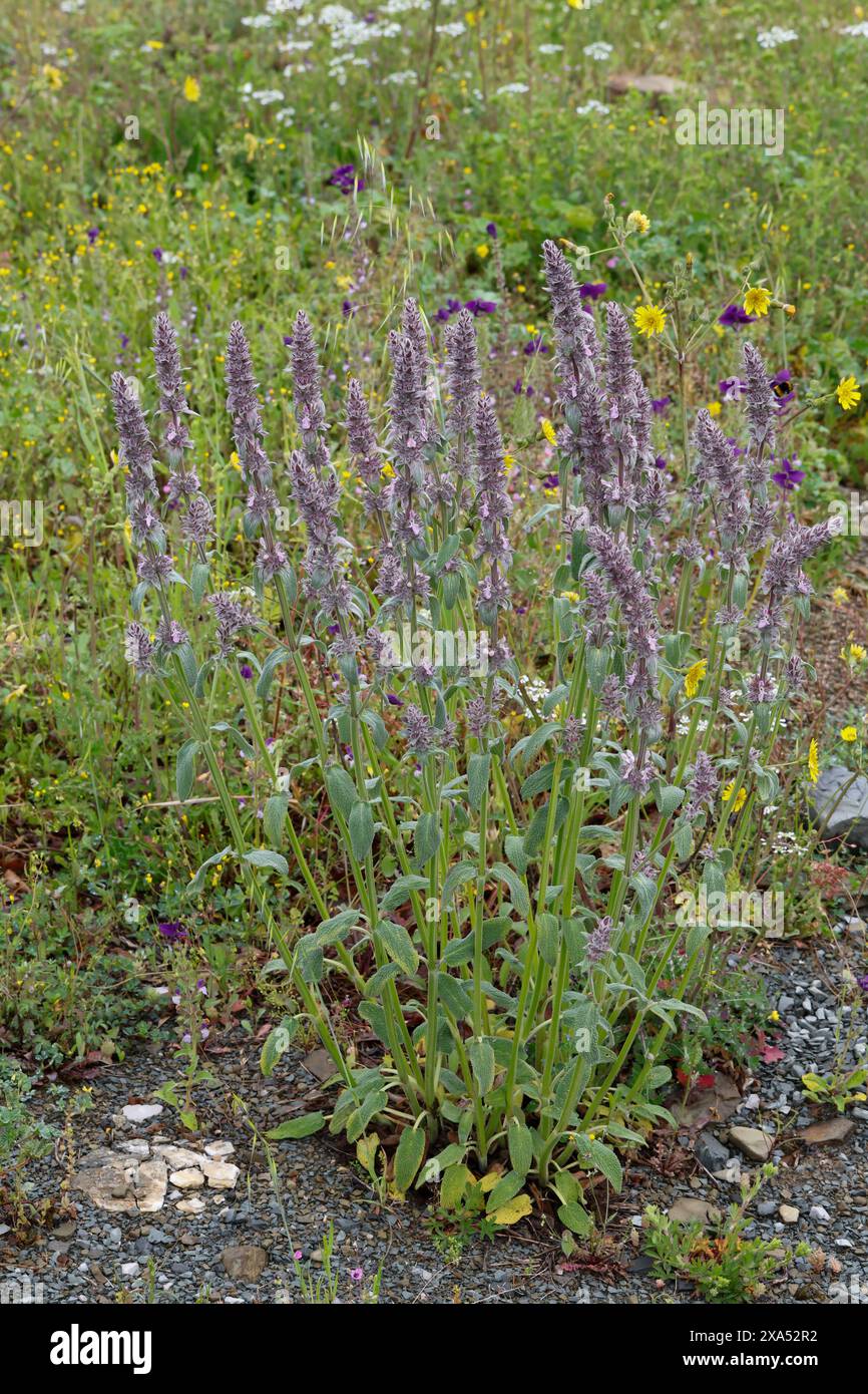 Thirkes Ziest, Stachys thirkei, Stachys janiana, Dwarf Lamb's-Ears ...