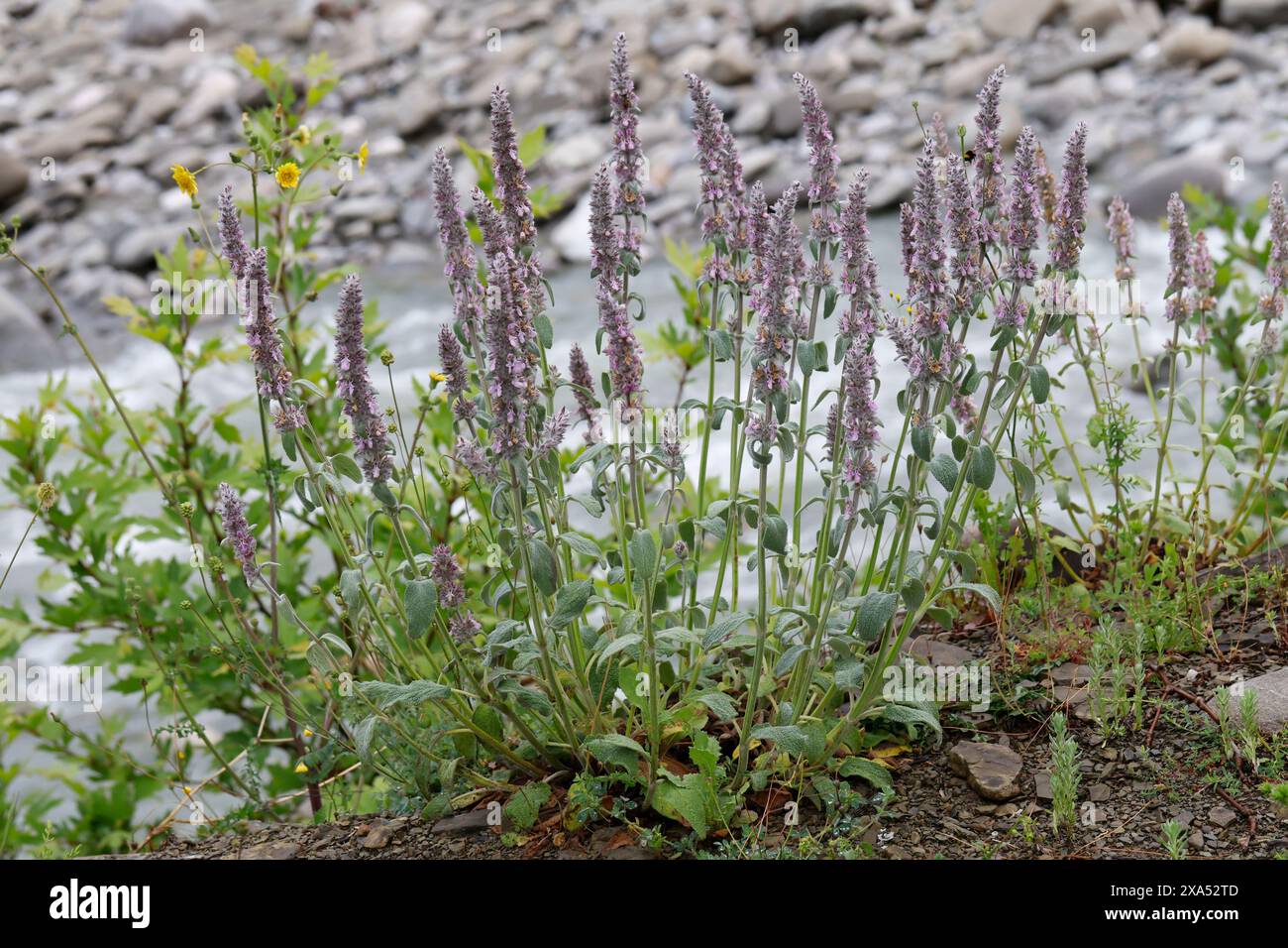 Thirkes Ziest, Stachys thirkei, Stachys janiana, Dwarf Lamb's-Ears ...
