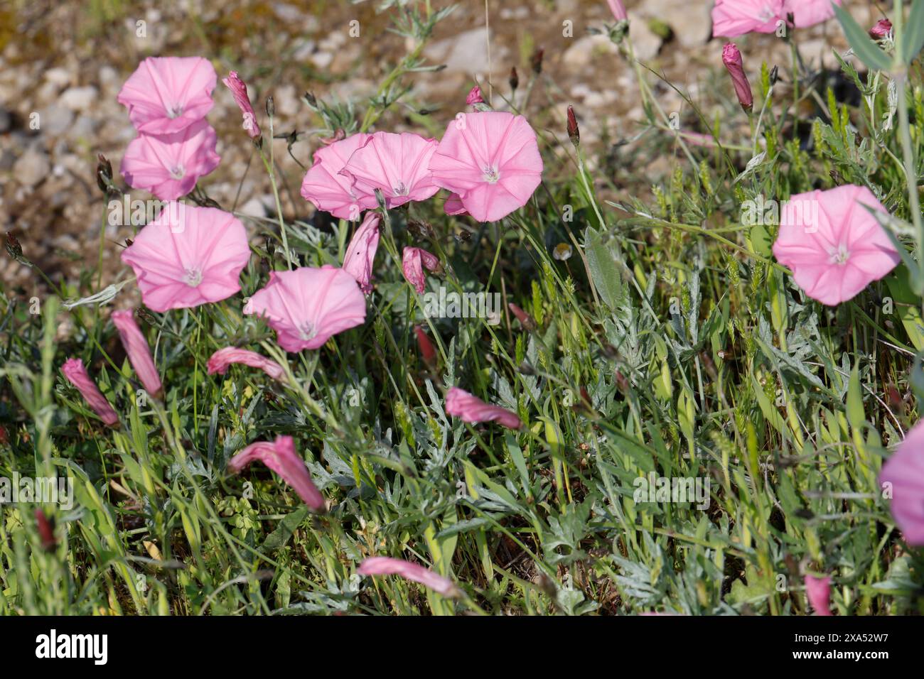 Liseron elegant hi-res stock photography and images - Alamy