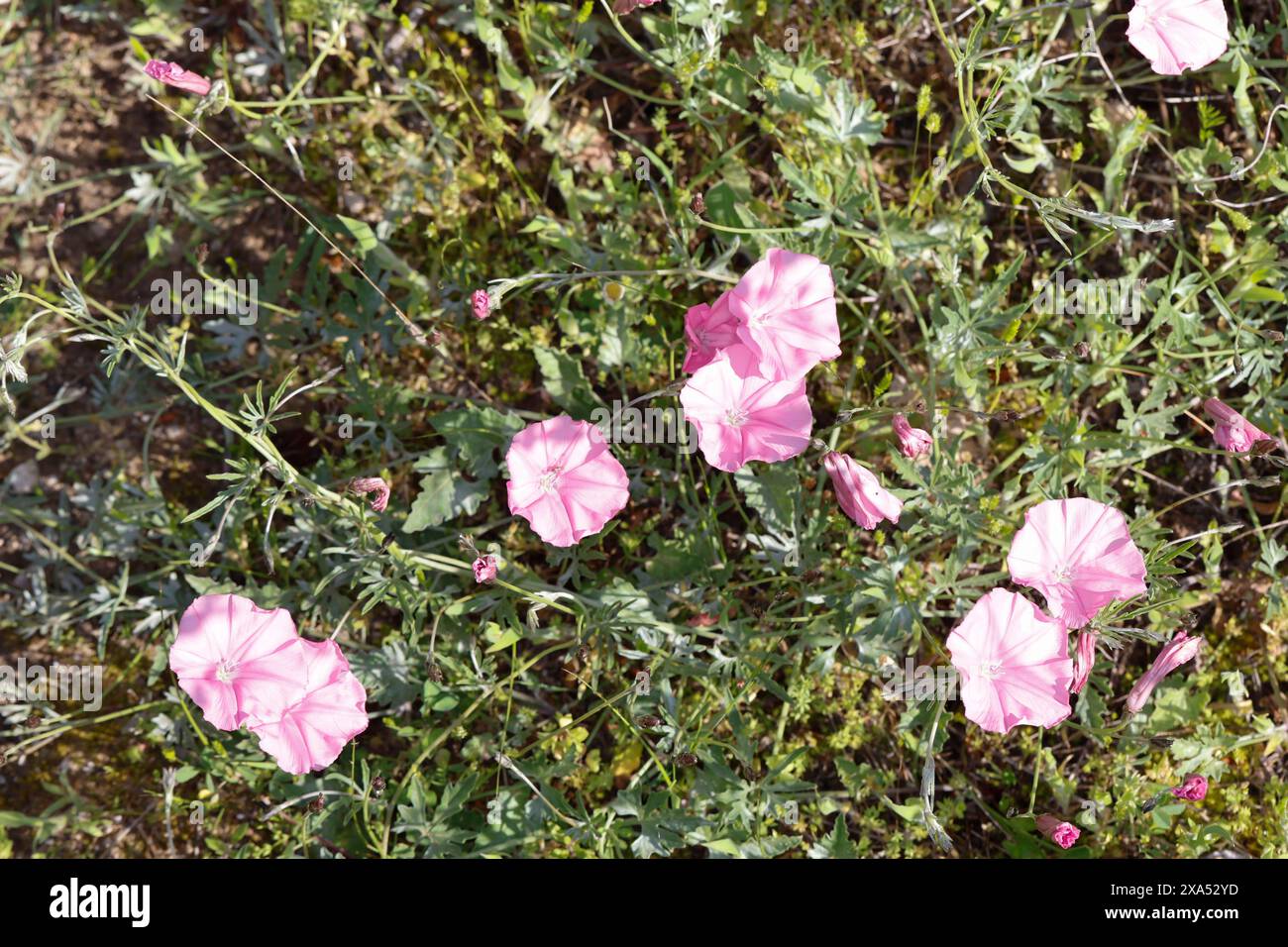 Elegante Winde, Zierliche Winde, Convolvulus elegantissimus ...