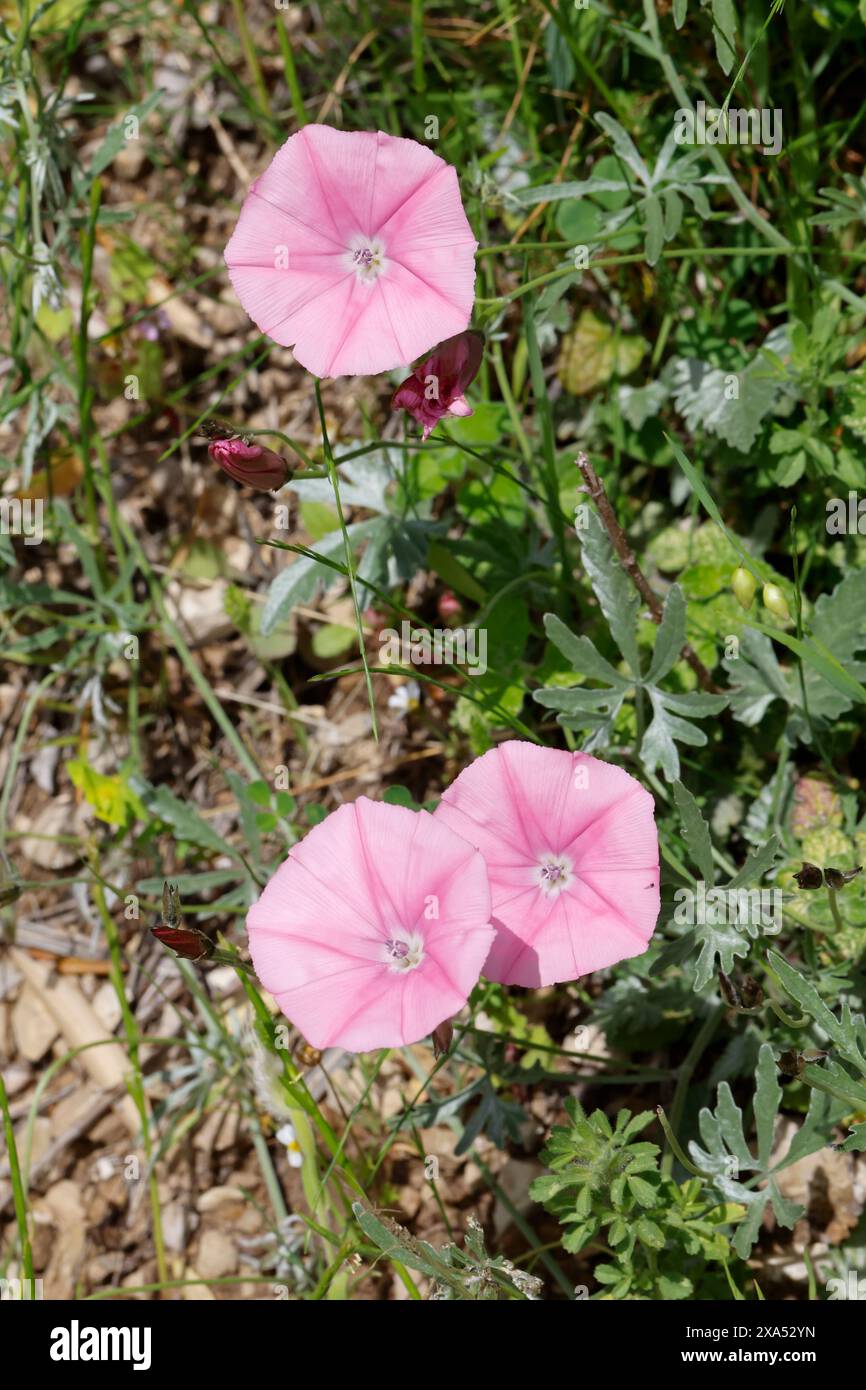 Elegante Winde, Zierliche Winde, Convolvulus elegantissimus ...