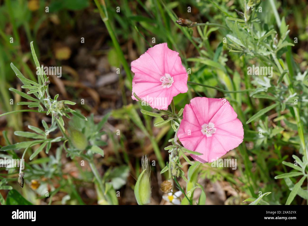 Elegante Winde, Zierliche Winde, Convolvulus elegantissimus ...