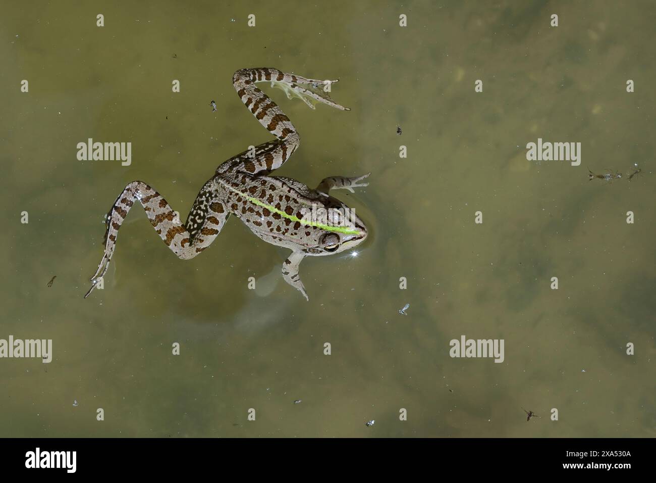 Balkan wasserfrosch hi-res stock photography and images - Alamy