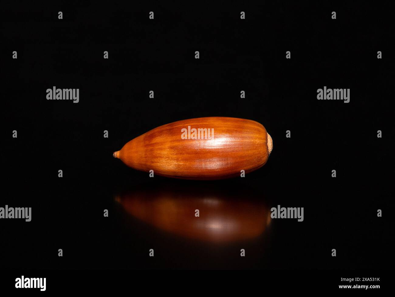 A close-up with a cork oak seed on a black background Stock Photo - Alamy