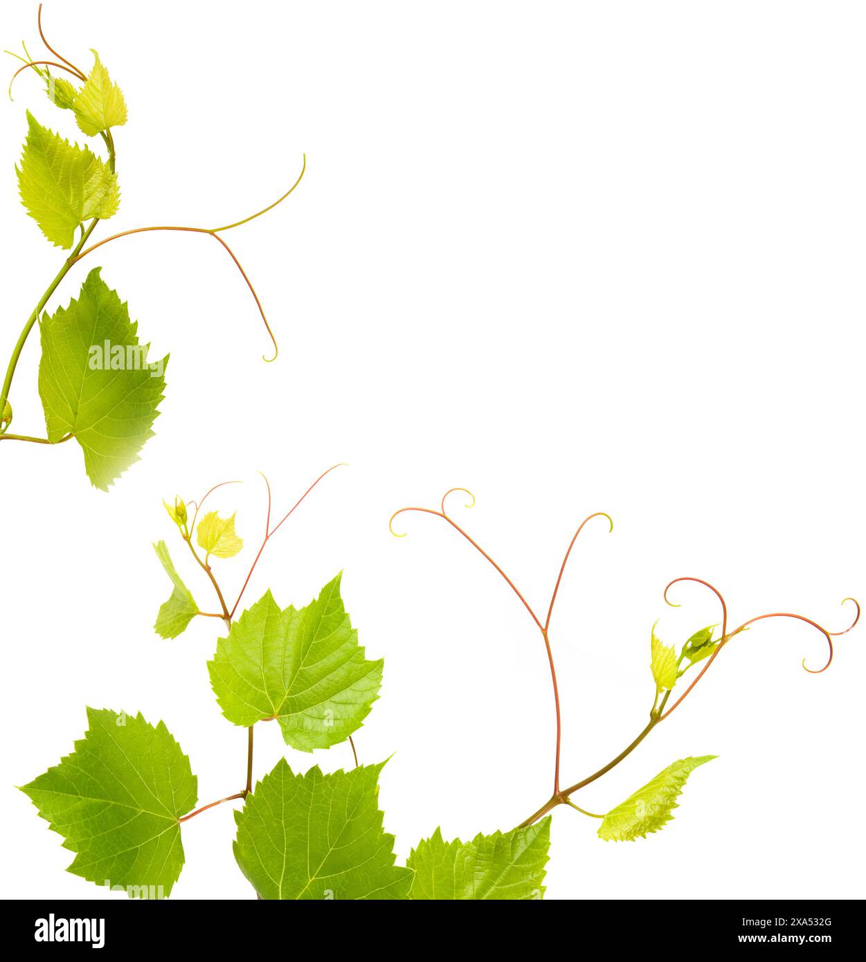 Collage of vine leaves on white background. Pattern of vine leaves ...