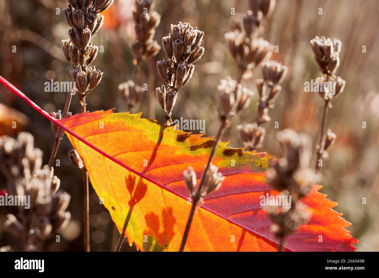 A colorful autumn leaf of a cherry tree lies between dry lavender ...