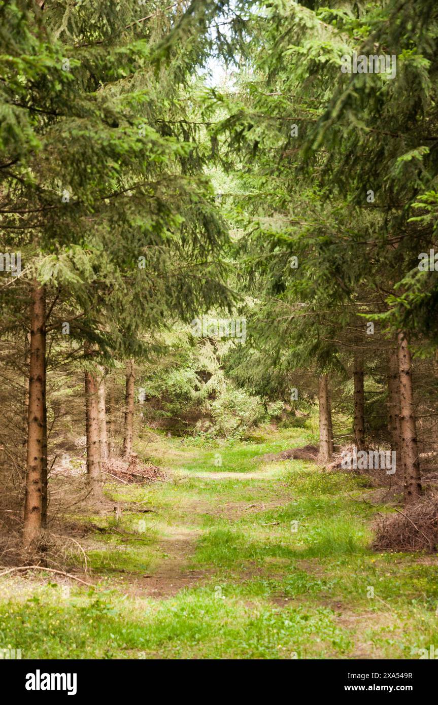 A scenic view of a trail between Spruce Forest in the Thuringian Slate ...