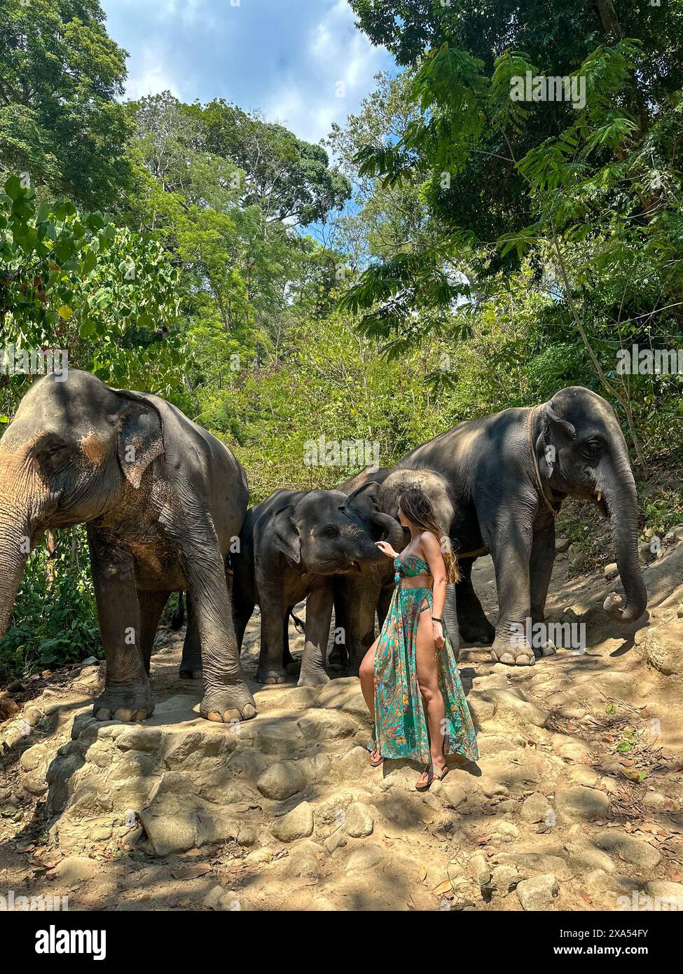 Young woman standing beside a herd of elephants Stock Photo - Alamy