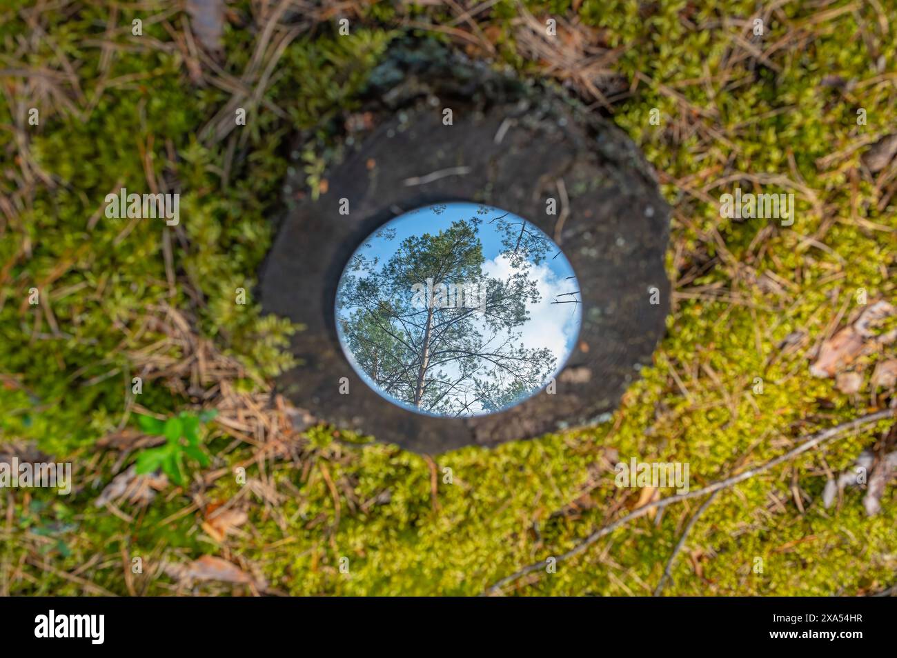 Metaphor and concept of deforestation. A reflection of forest, pines ...