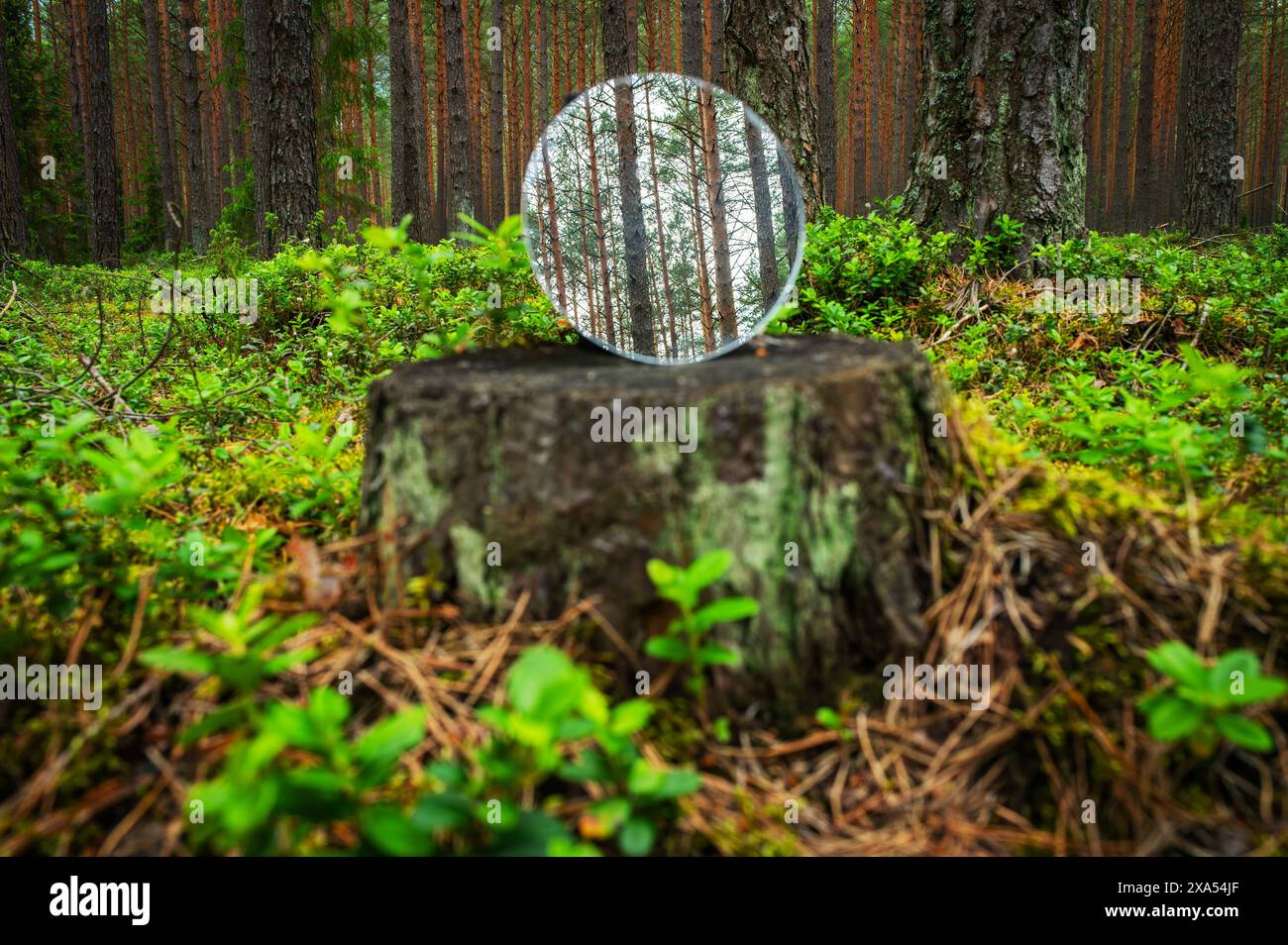 Metaphor and concept of deforestation. A reflection of forest, pines ...