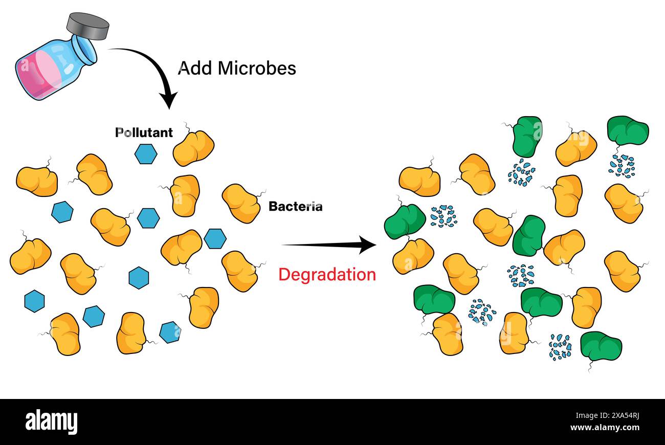 Microbial remediation vector hi-res stock photography and images - Alamy