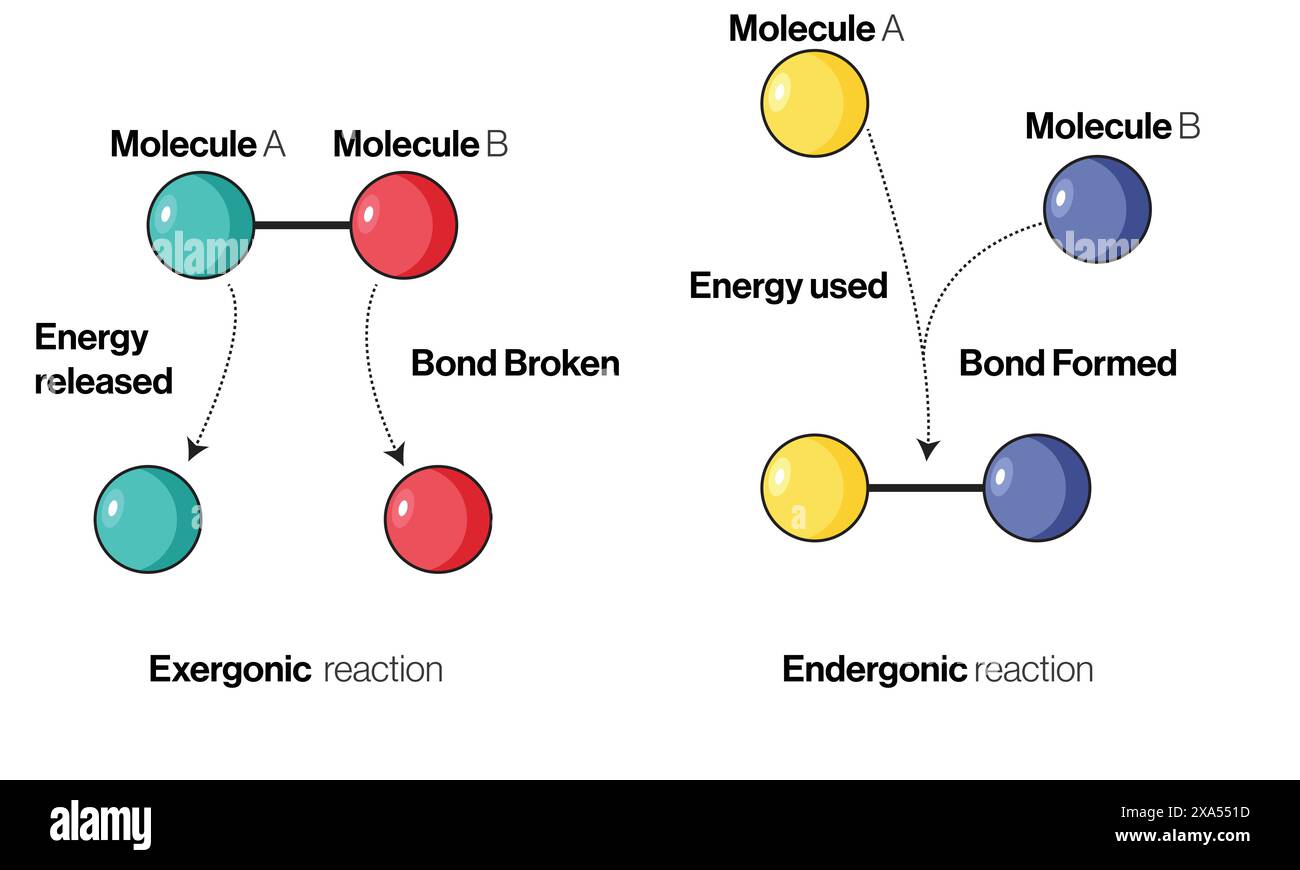 Detailed Vector Illustration of Endergonic and Exergonic Reactions for ...