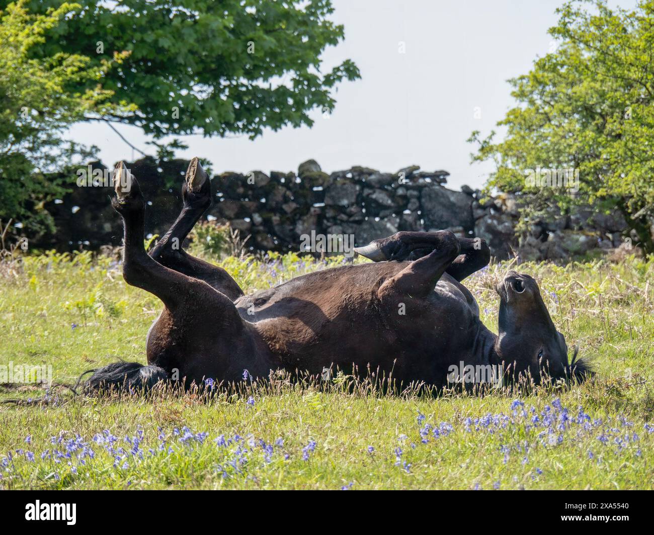 Dartmoor pony rolling in Bluebells with spring sunshine at Emsworthy ...