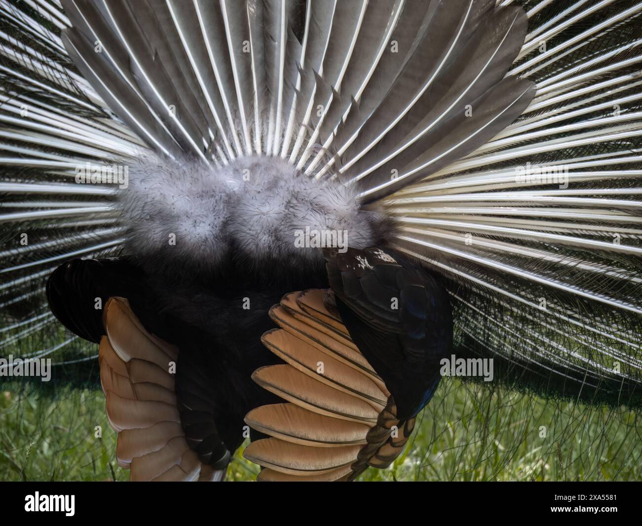 Peacock displaying tail rear view hi-res stock photography and images ...