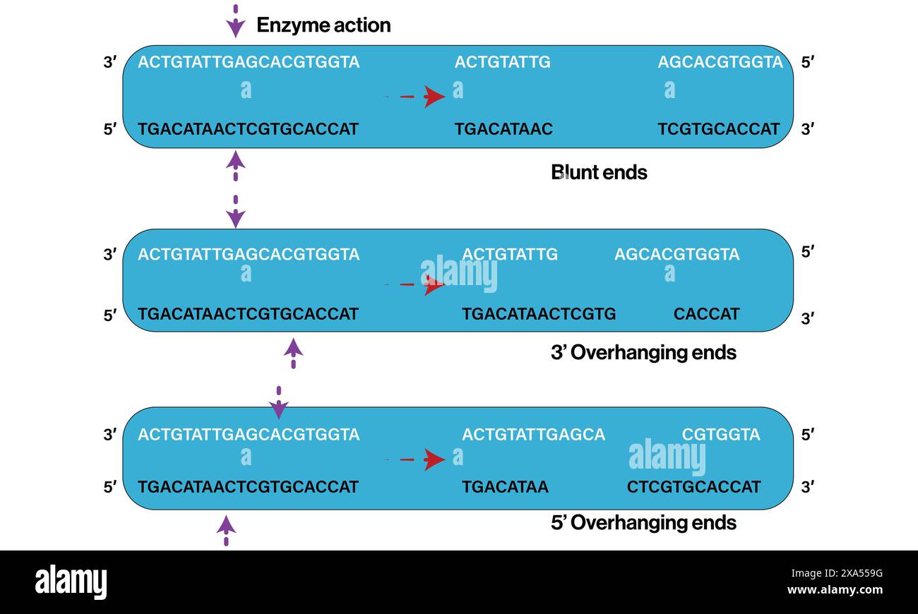 Dna cleavage process Stock Vector Images - Alamy