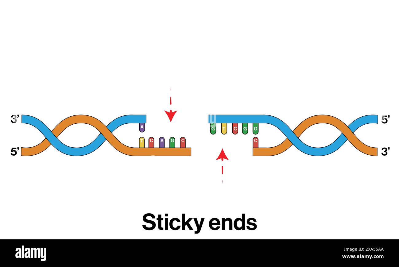 Dna digestion process hi-res stock photography and images - Alamy
