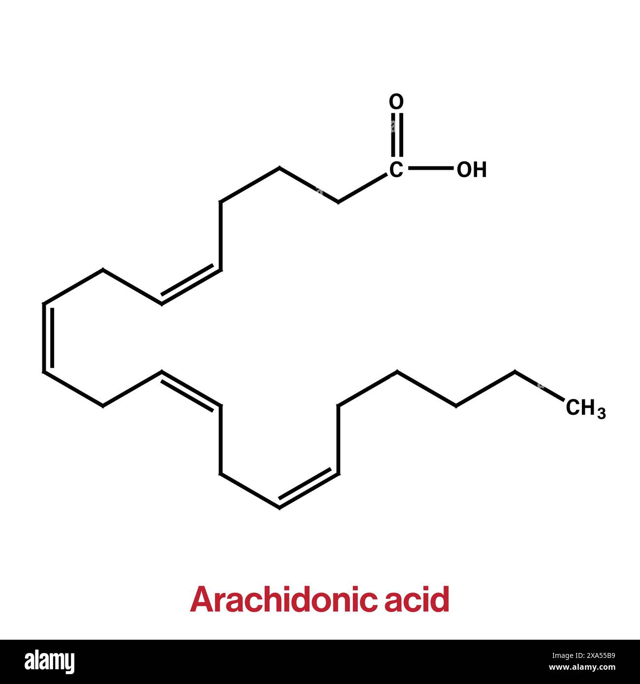 Detailed Vector Illustration of the Chemical Structure of Arachidonic ...