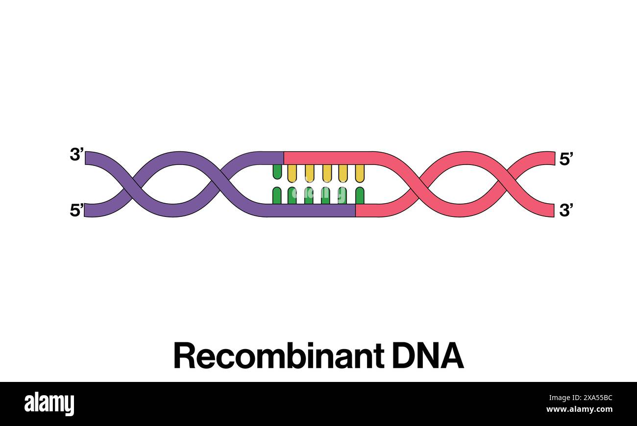 Recombinant DNA vector illustration on white background Stock Vector ...