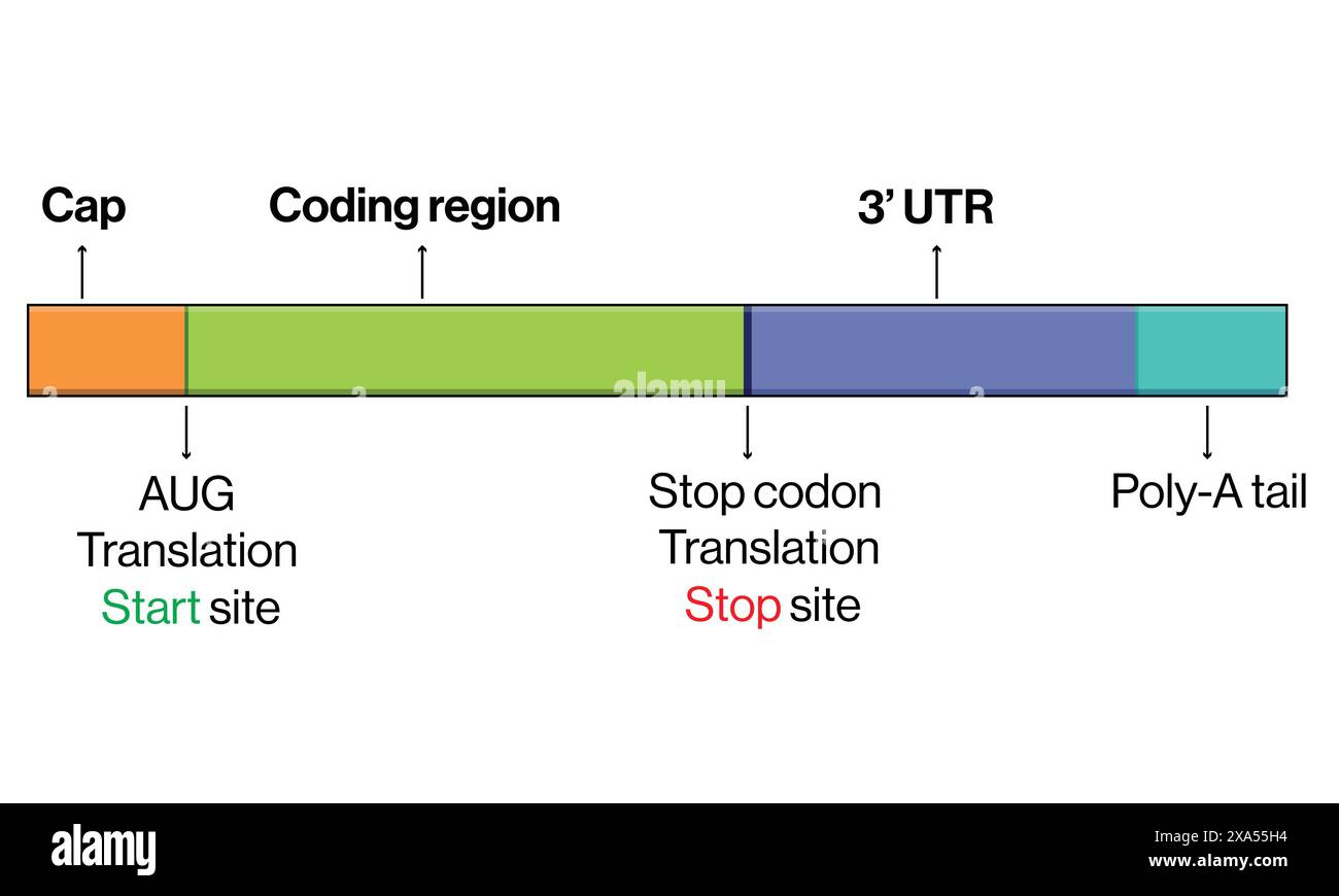 Detailed Vector Illustration of General Structure of mRNA with Components for Molecular Biology ...