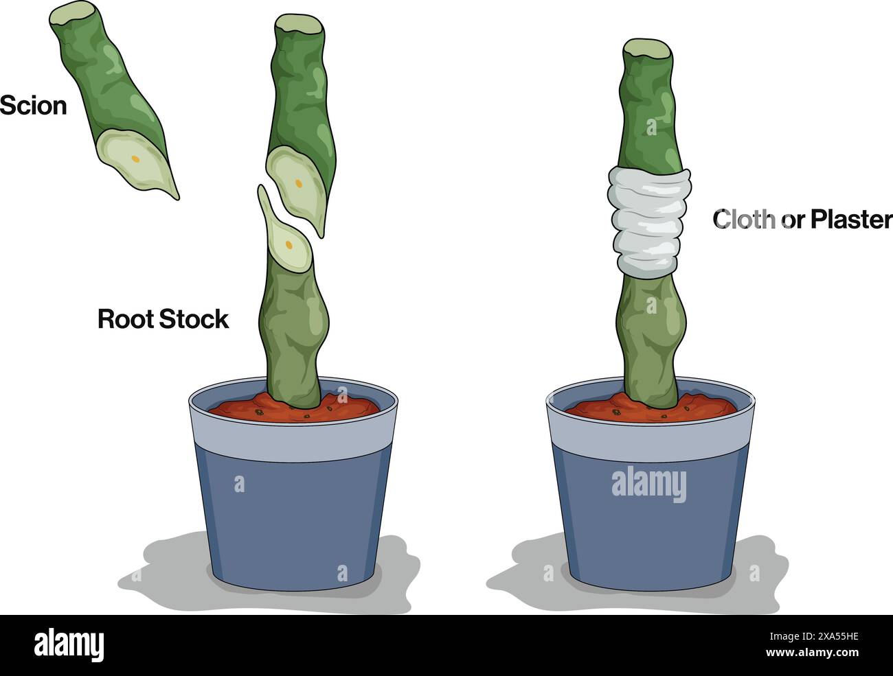 Detailed Vector Illustration of the Grafting Process in Plants for ...