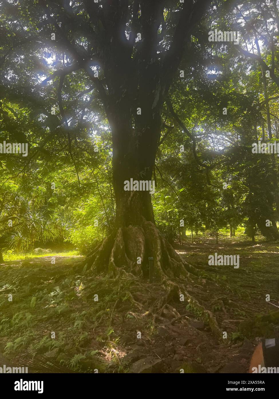 Visible roots hi-res stock photography and images - Alamy