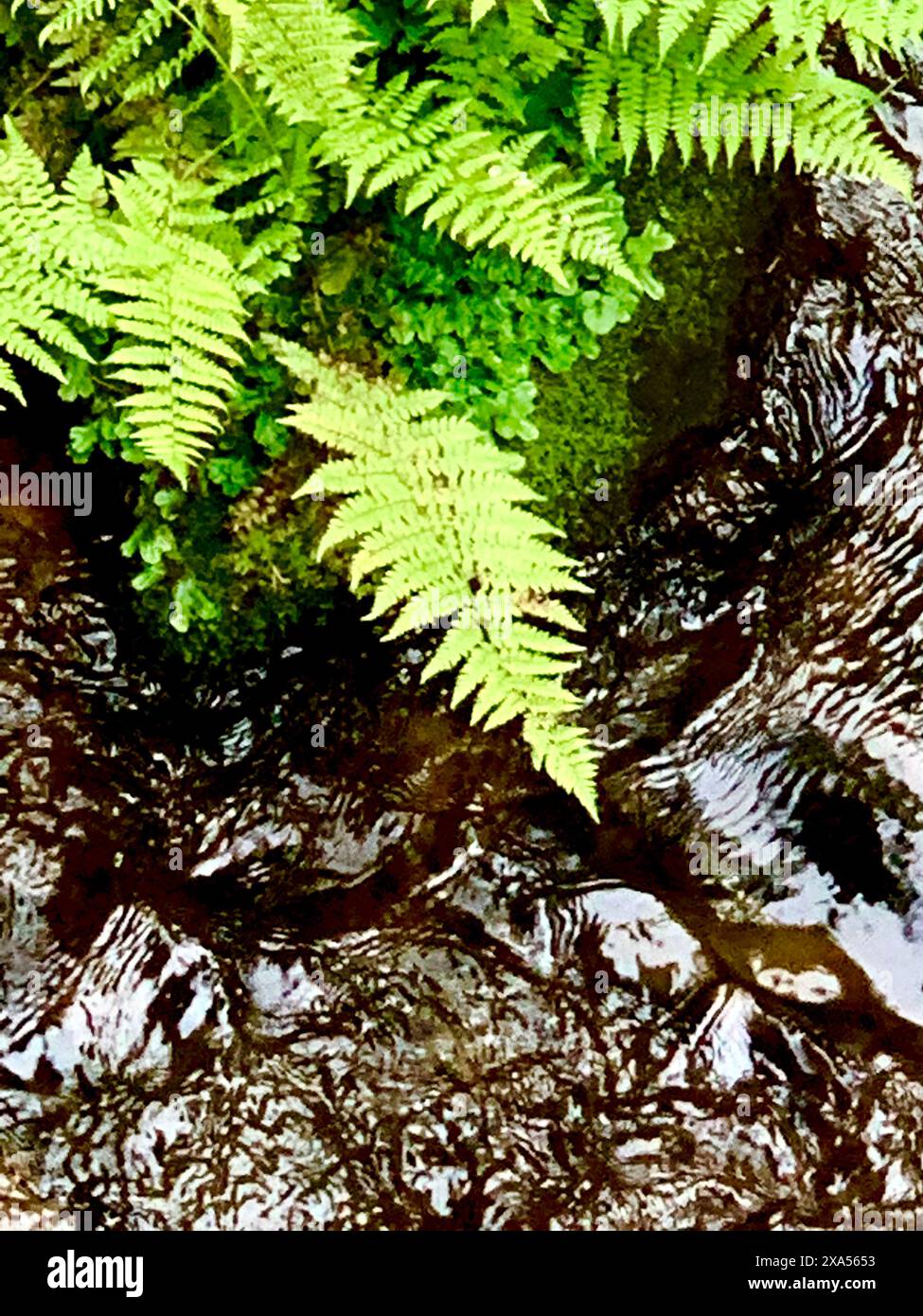 Lush green ferns next to a sparkling stream Stock Photo - Alamy