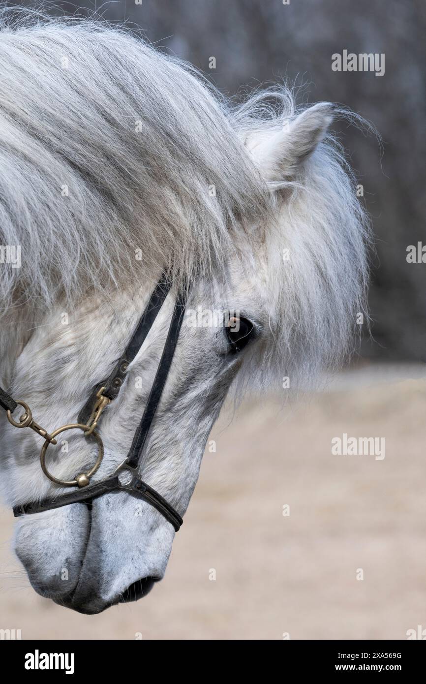 Iceland. Fridheimar Farm, Icelandic horses. One of the purest breeds of ...