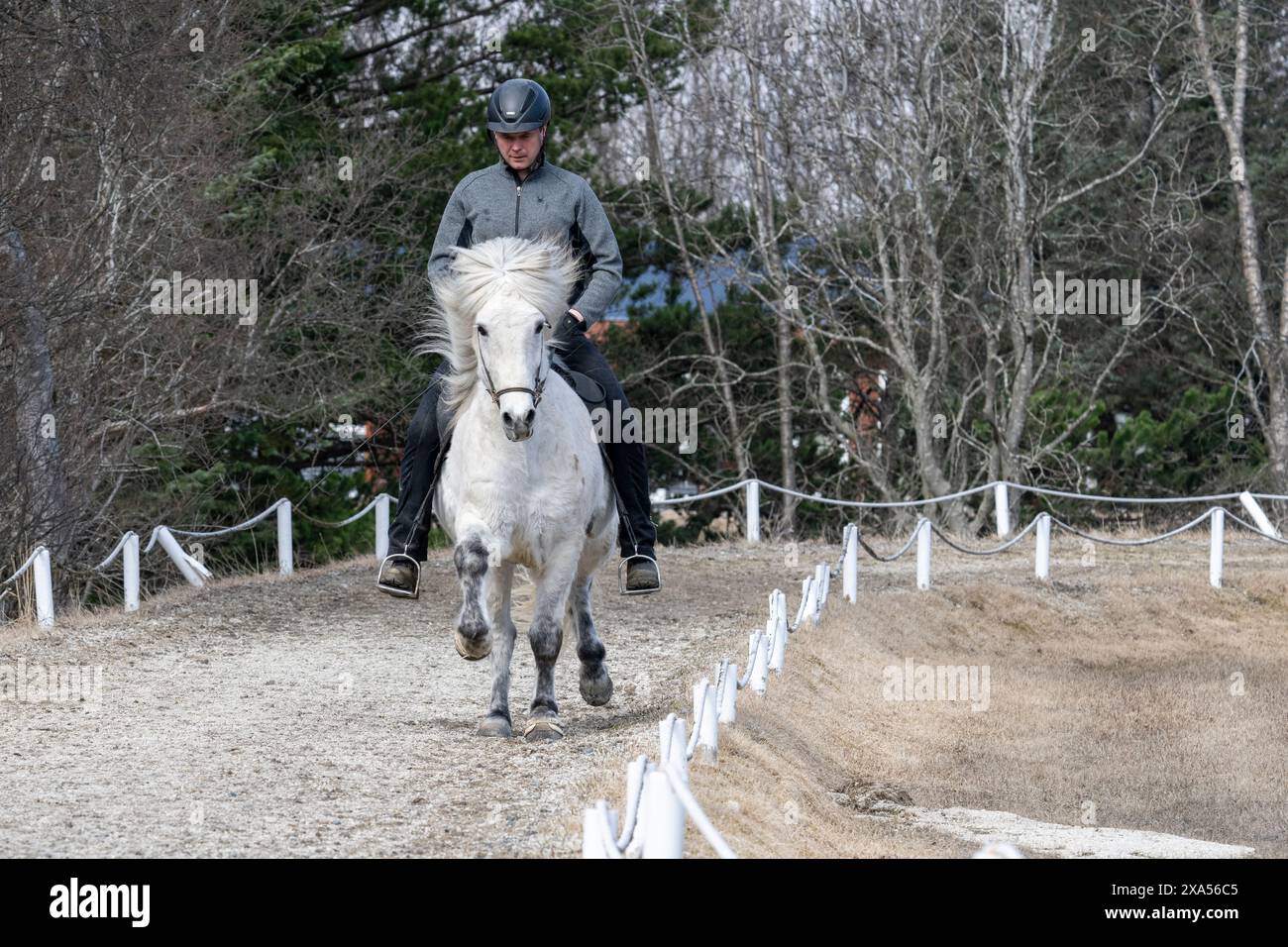 Iceland. Fridheimar Farm, Icelandic horses. One of the purest breeds of ...