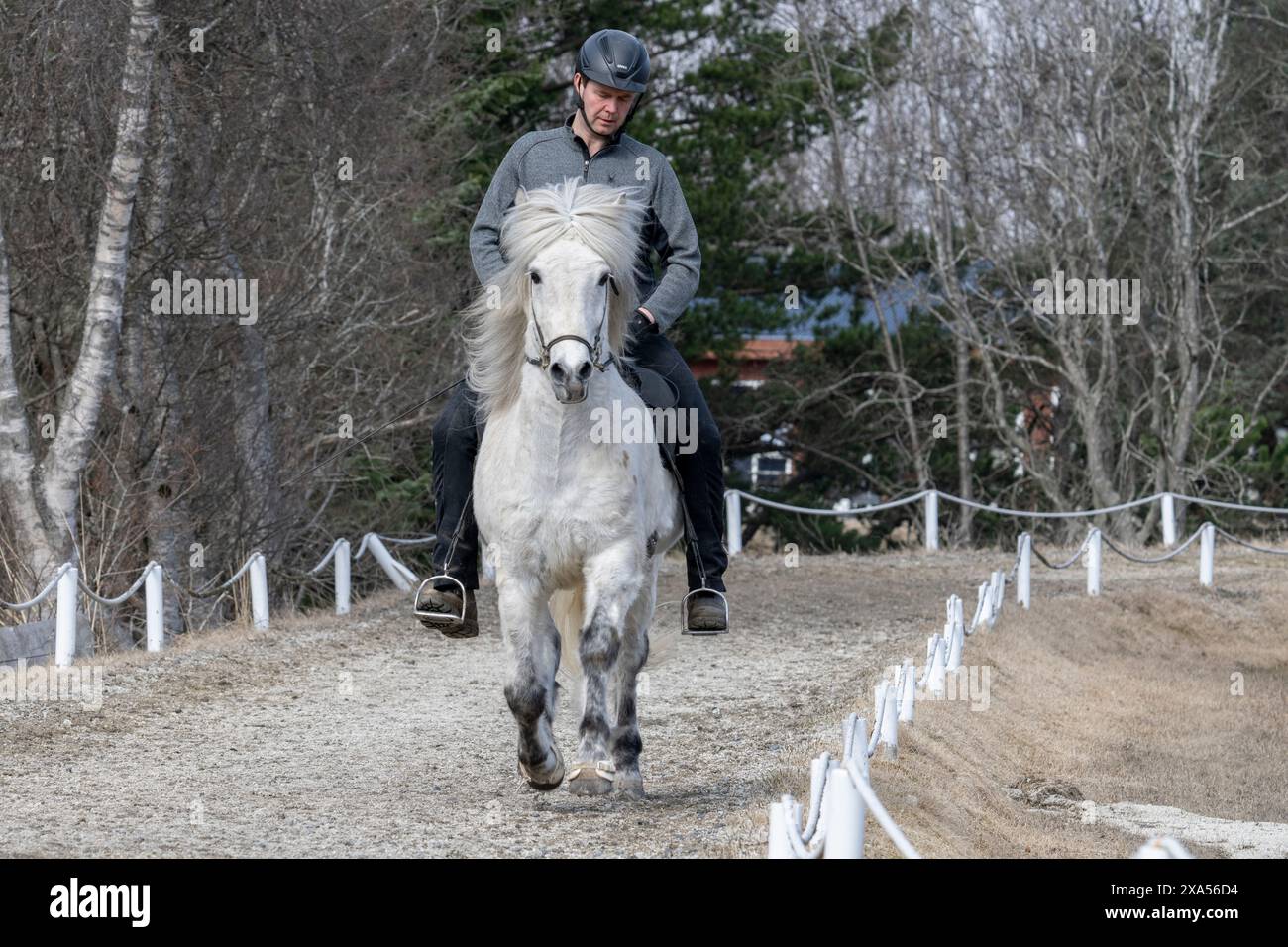 Iceland. Fridheimar Farm, Icelandic horses. One of the purest breeds of ...